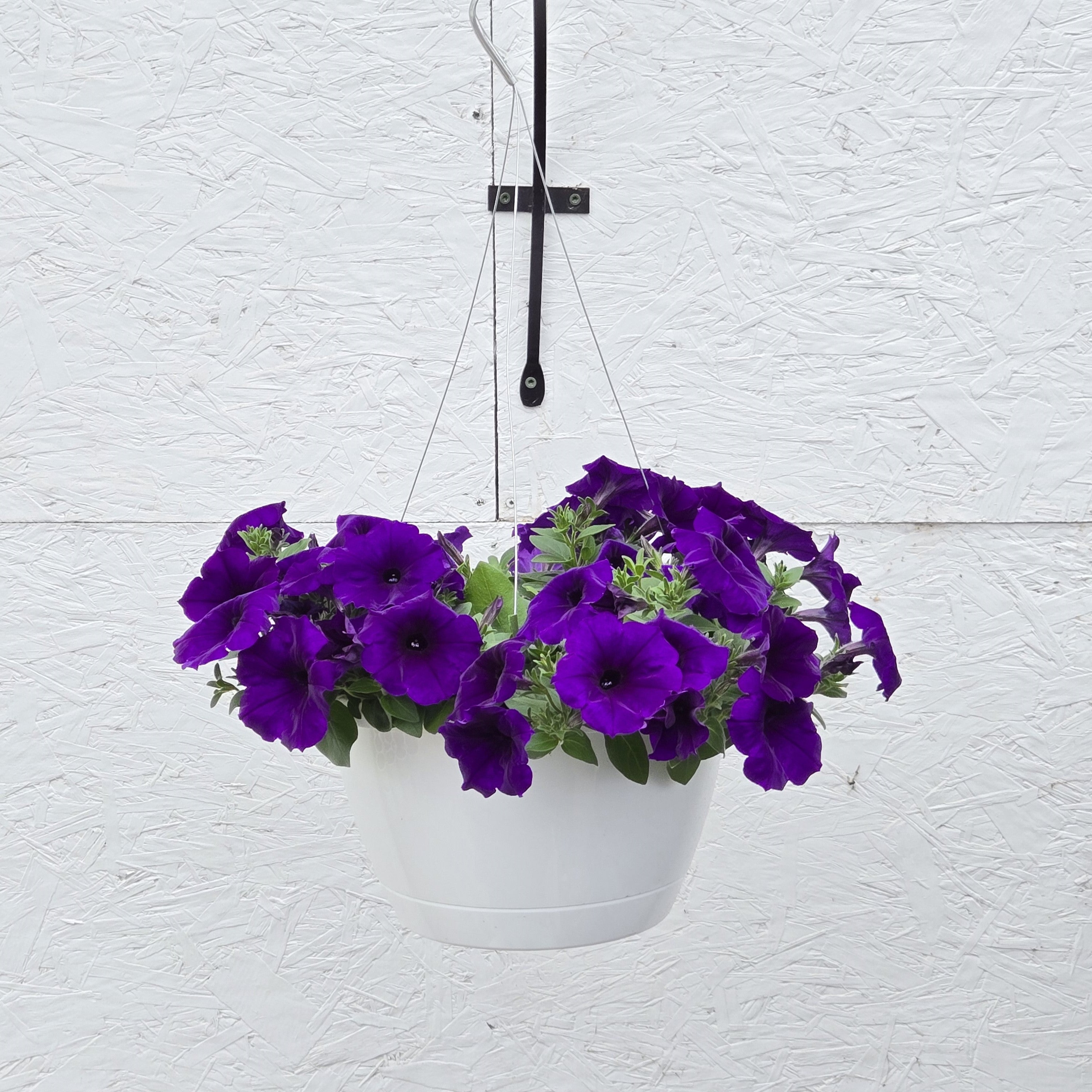 Wave Petunia Easy Wave Blue – Bloom Baskets