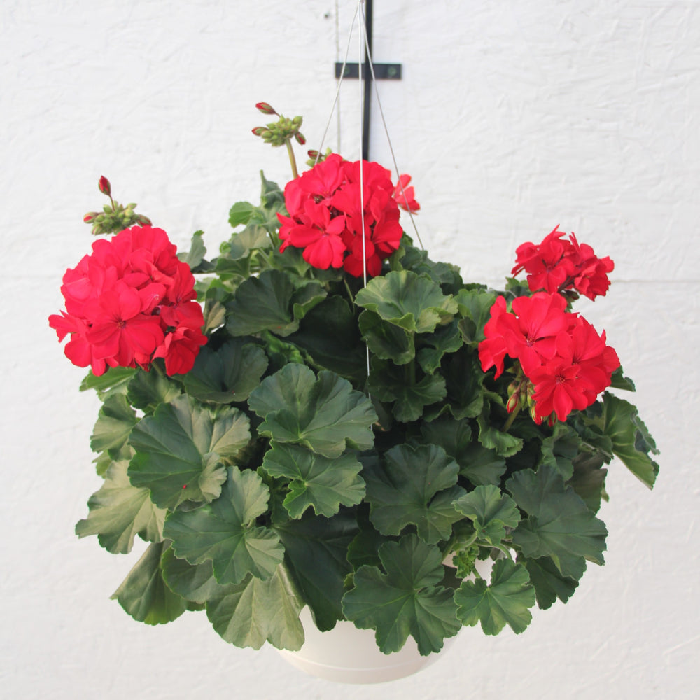 Zonal Geranium Fantasia Dark Red – Bloom Baskets