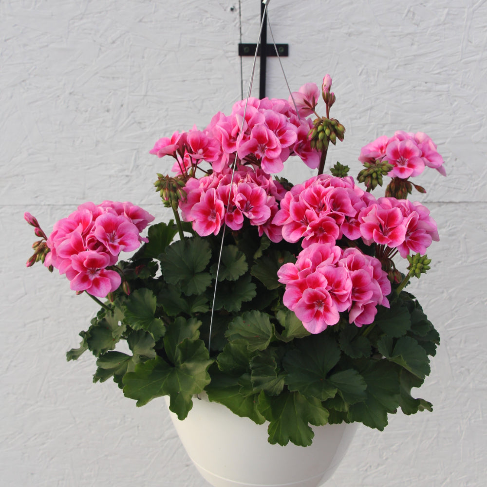 Zonal Geranium Savannah Pink Splash – Bloom Baskets