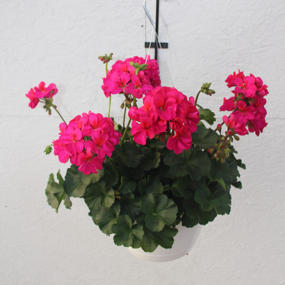 Zonal Geranium Fantasia Violet – Bloom Baskets