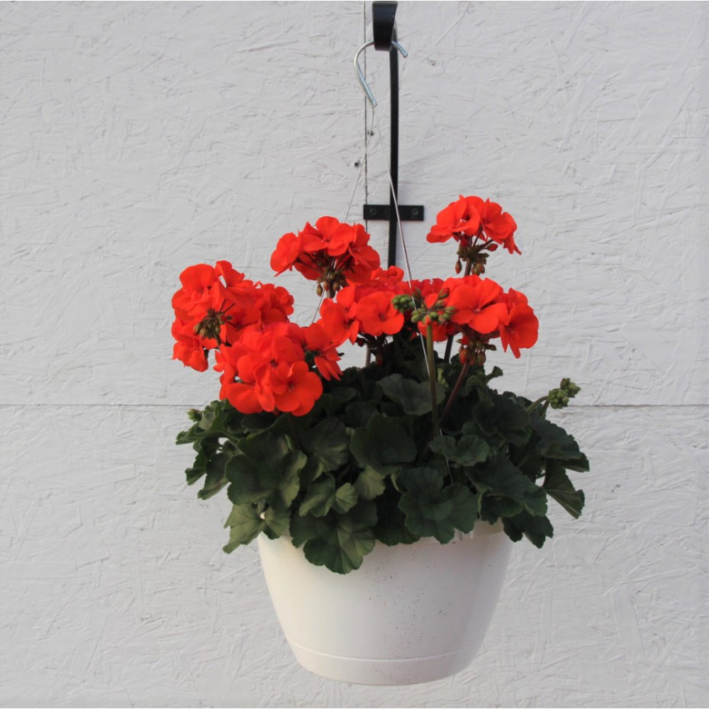 Zonal Geranium Fantasia Orange – Bloom Baskets