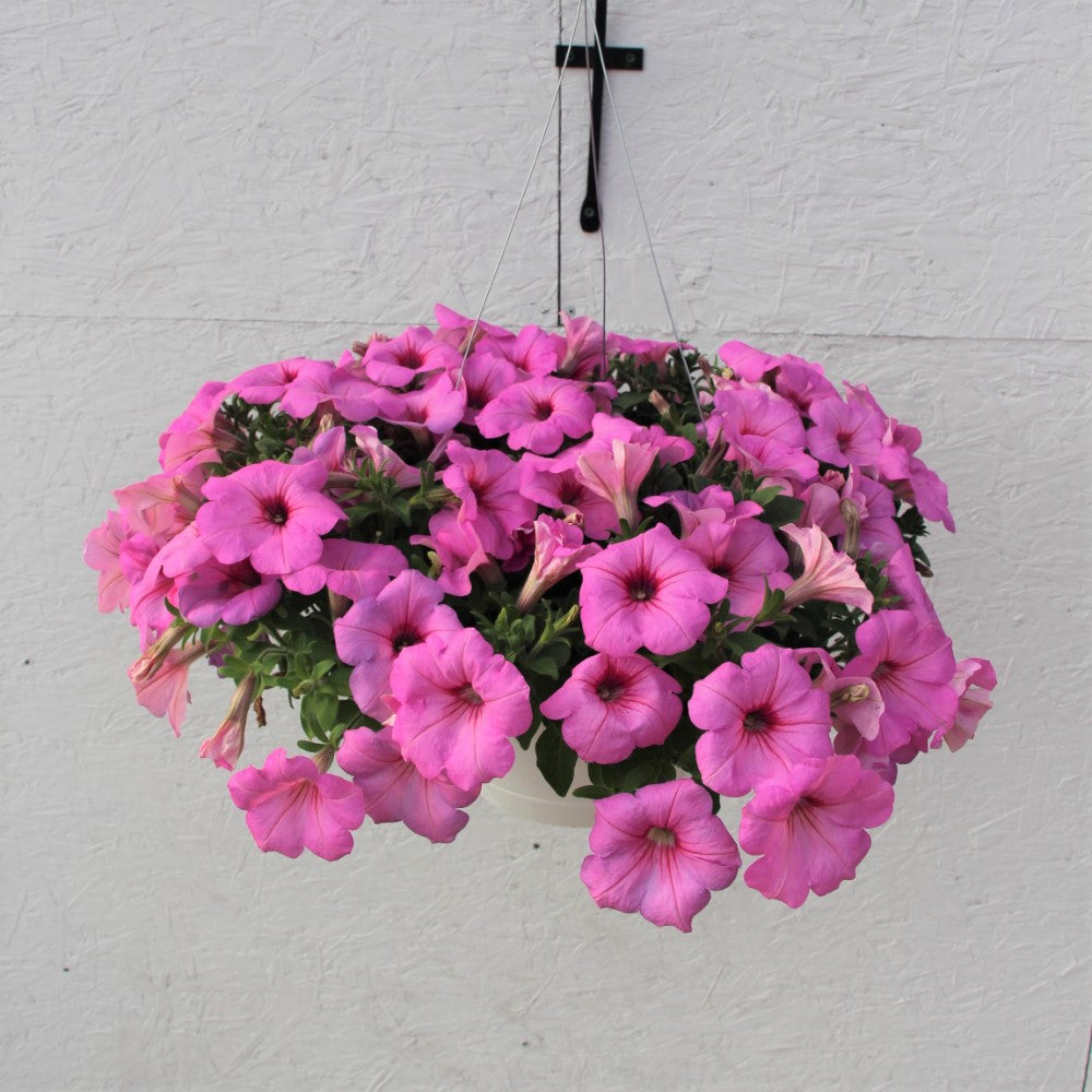 Wave Petunia Easy Wave Pink Passion – Bloom Baskets