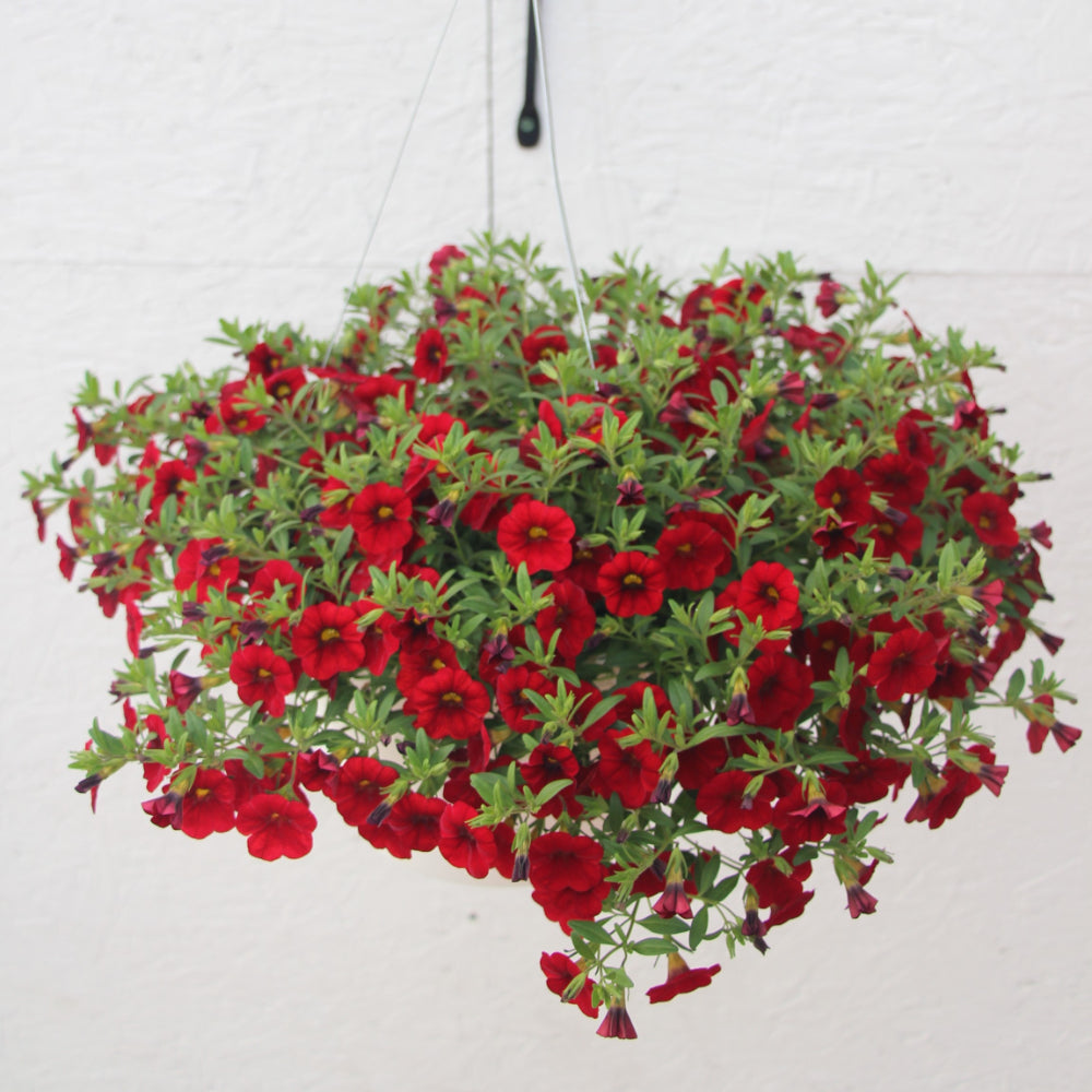 Calibrachoa/Million Bell Cabaret Red – Bloom Baskets