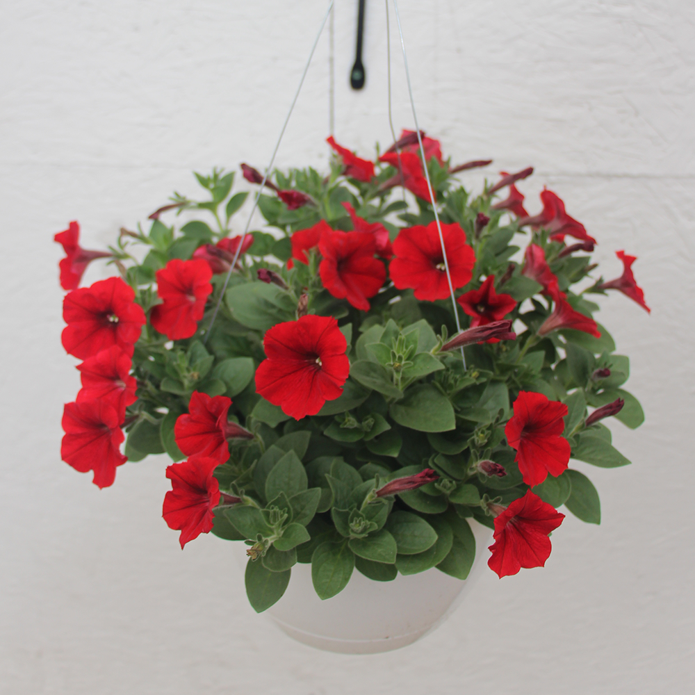Wave Petunia Easy Wave Red – Bloom Baskets